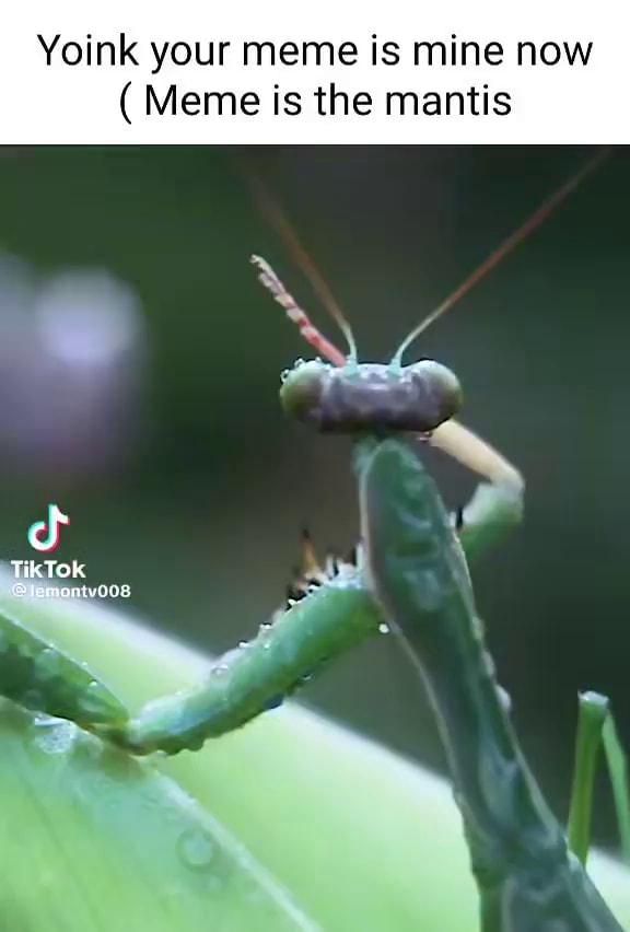 Yoink your meme is mine now Meme is the mantis - iFunny