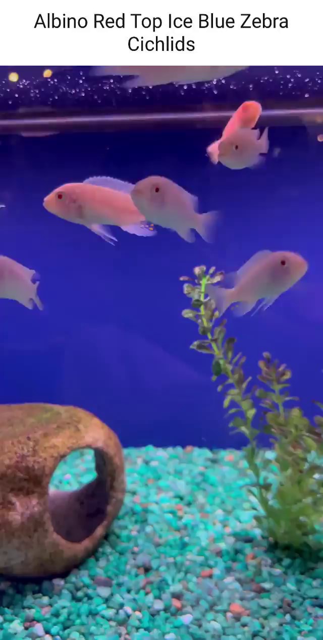 Albino Red Top Ice Blue Zebra Cichlids - iFunny