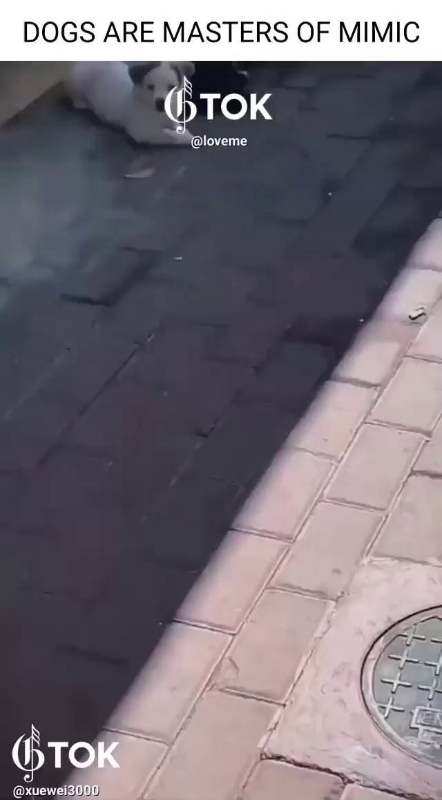 DOGS ARE MASTERS OF MIMIC TOK loveme - iFunny