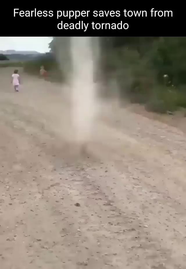 Fearless pupper saves town from deadly tornado - iFunny