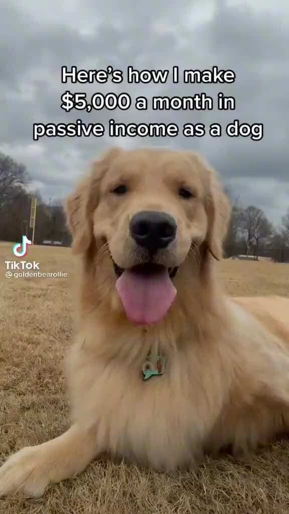 Here's how I make $5,000 a month in passive income as a dog ik Tok - iFunny