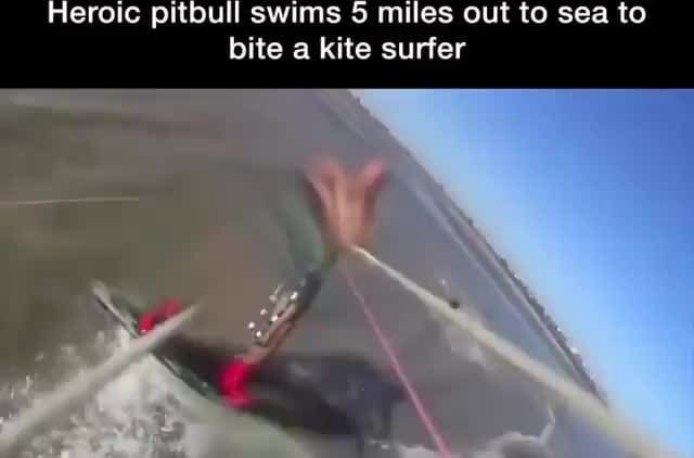 Heroic pitbull swims miles out to sea to bite a kite surfer - iFunny