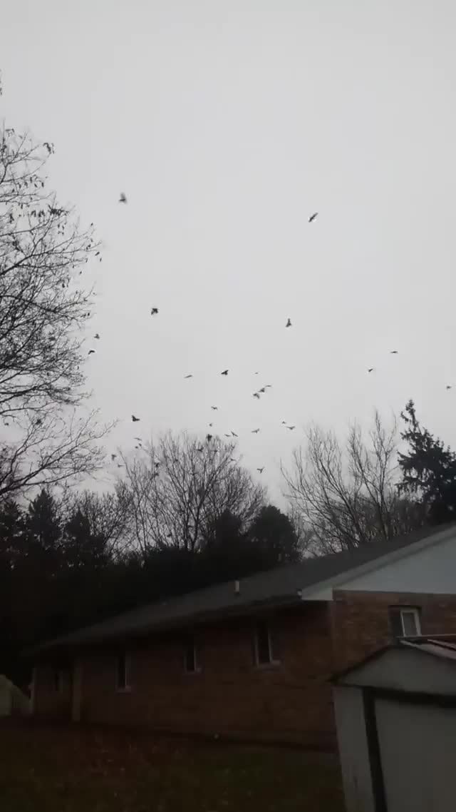 Crows say hello - iFunny