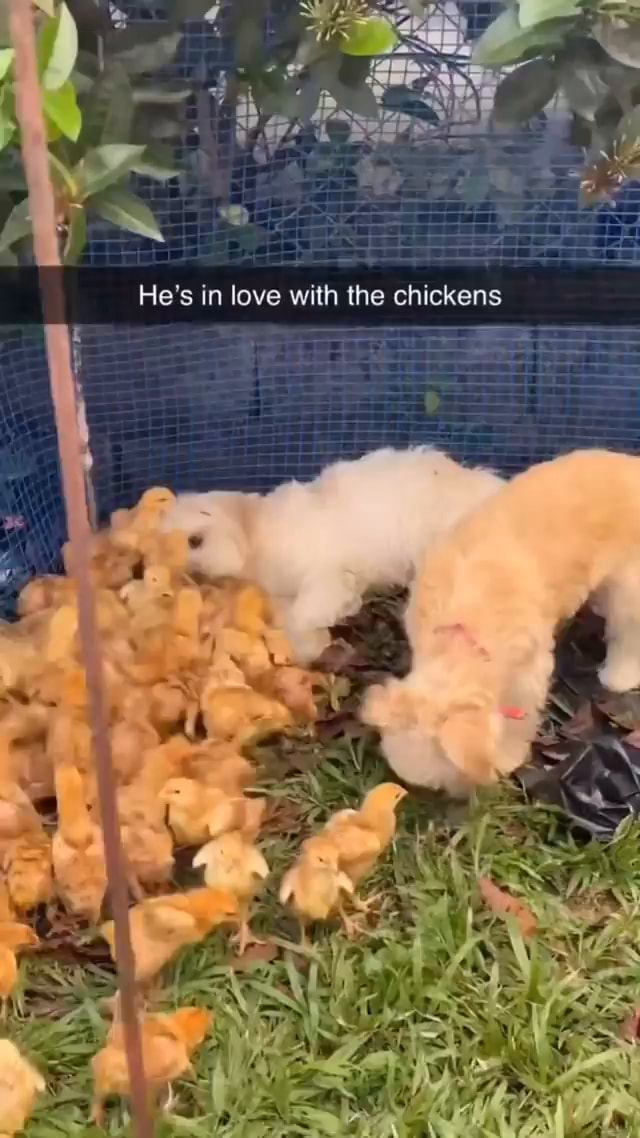 He's in love with the chickens - iFunny