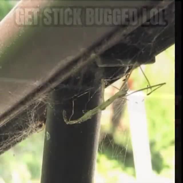 Lol get spidered - iFunny