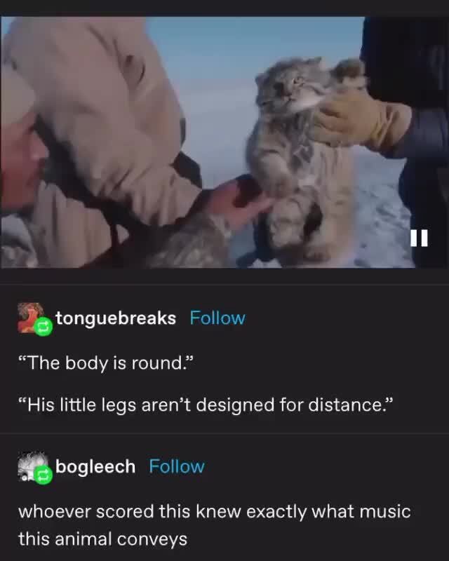 Follow "The body is round." "His little legs aren't designed for ...