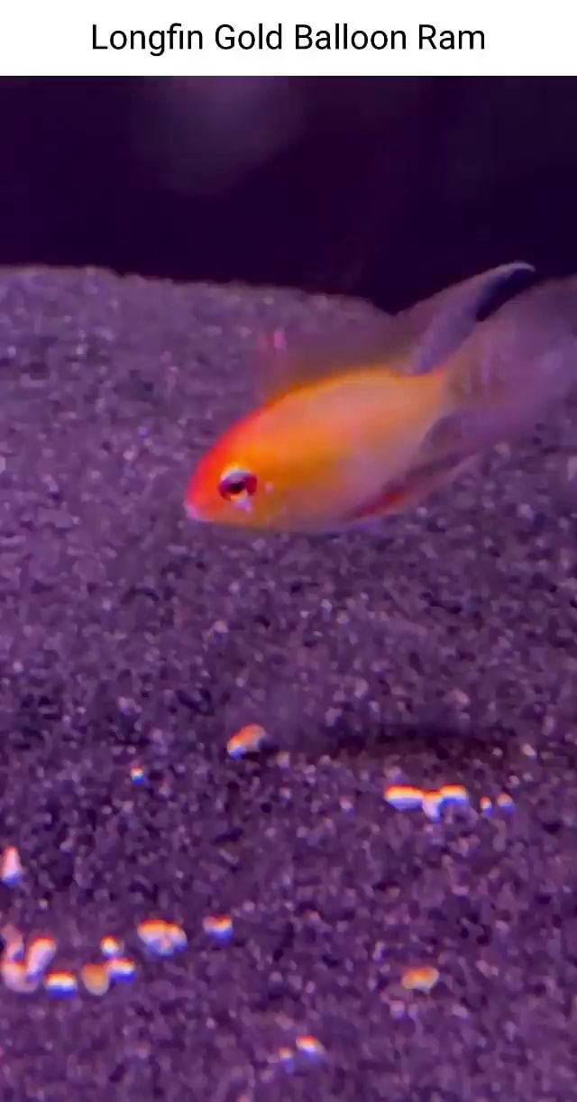Longfin Gold Balloon Ram - iFunny