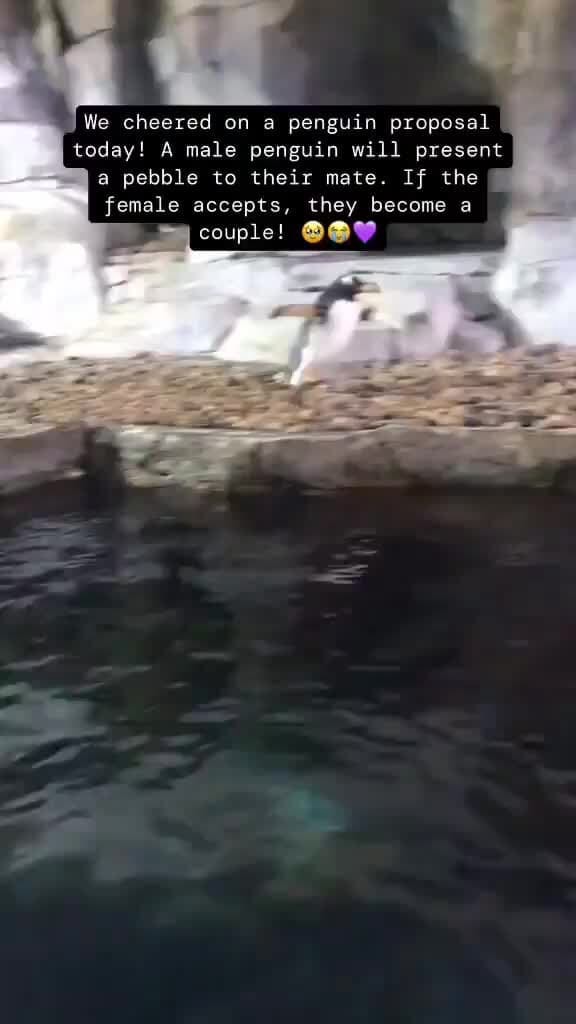 We cheered on a penguin proposal today! A male penguin will present a ...