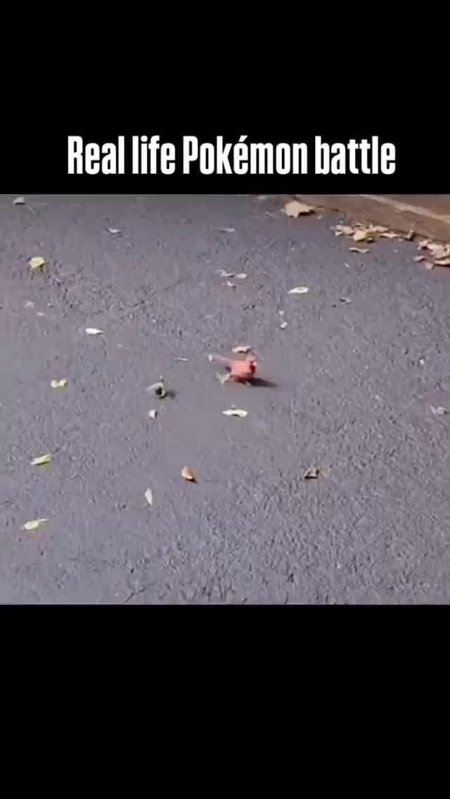 Have you ever seen a real life Pokmon battle Praying mantises often ...