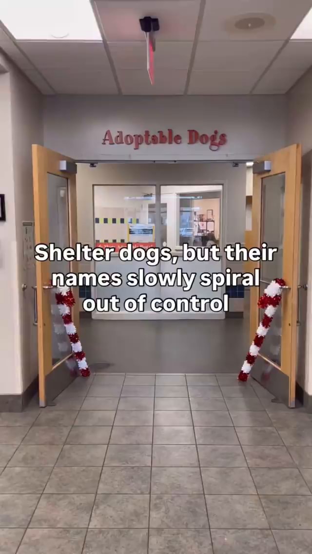Shelter dogs, but their names slowly spiral out of control - iFunny