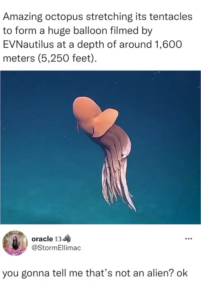 Amazing octopus stretching its tentacles to form a huge balloon filmed ...