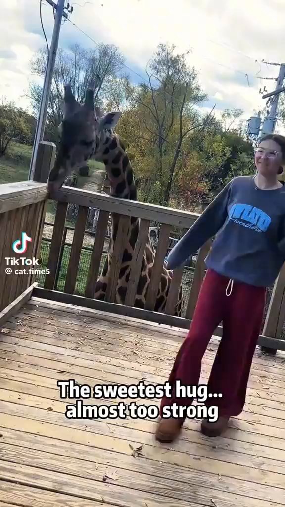 TikTok cattinies The sweetest hug... almost too strong - iFunny