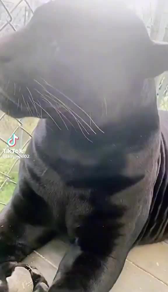 Video memes bnUoQ0zBA by THE_PSYCHO_WOLF_: 277 comments - iFunny