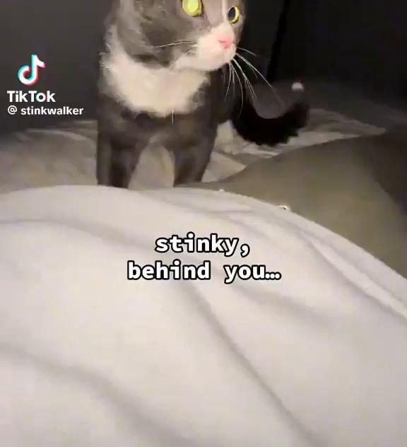 TikTok stinkwalker stinky, behind you... - iFunny