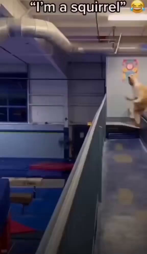 Video memes 3VNBXuqBB by OurCountryAmerica100: 98 comments - iFunny Video memes 3VNBXuqBB by OurCountryAmerica100: 98 comments - iFunny