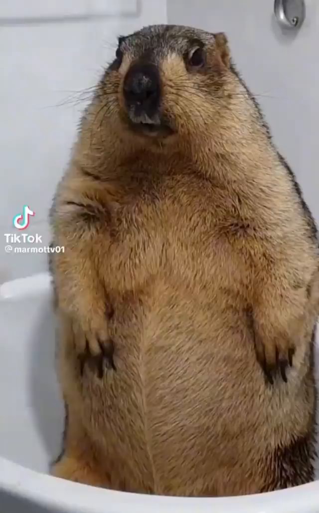 Video memes MpGVRDnjA by pork_swords_gay_son: 0.8K comments - iFunny