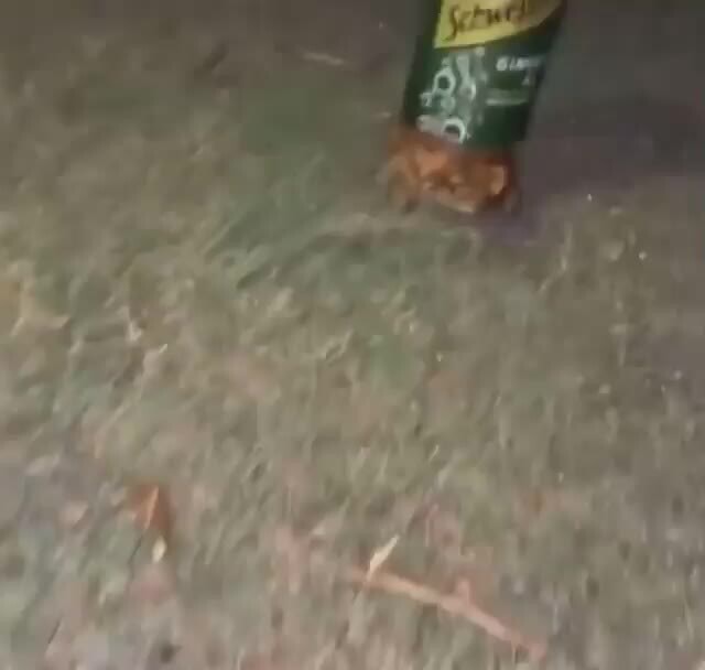 Frog With The Ginger Ale - iFunny