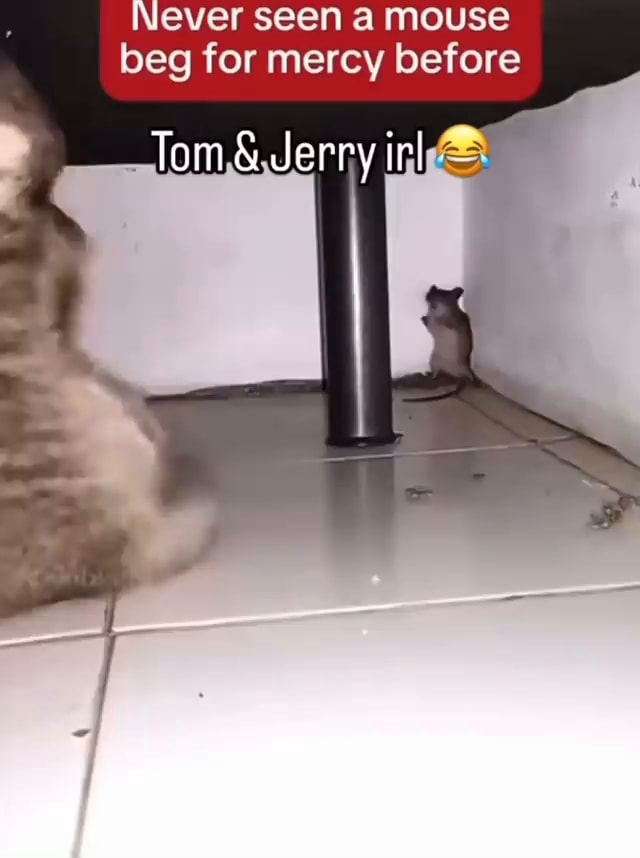 Never seen a mouse beg for mercy before Tom ing - iFunny