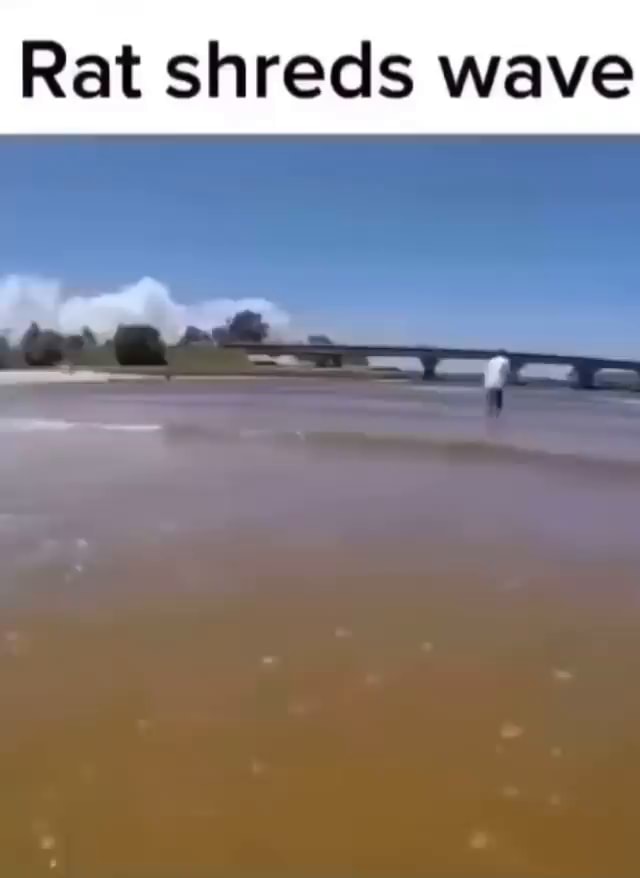Rat shreds wave - iFunny