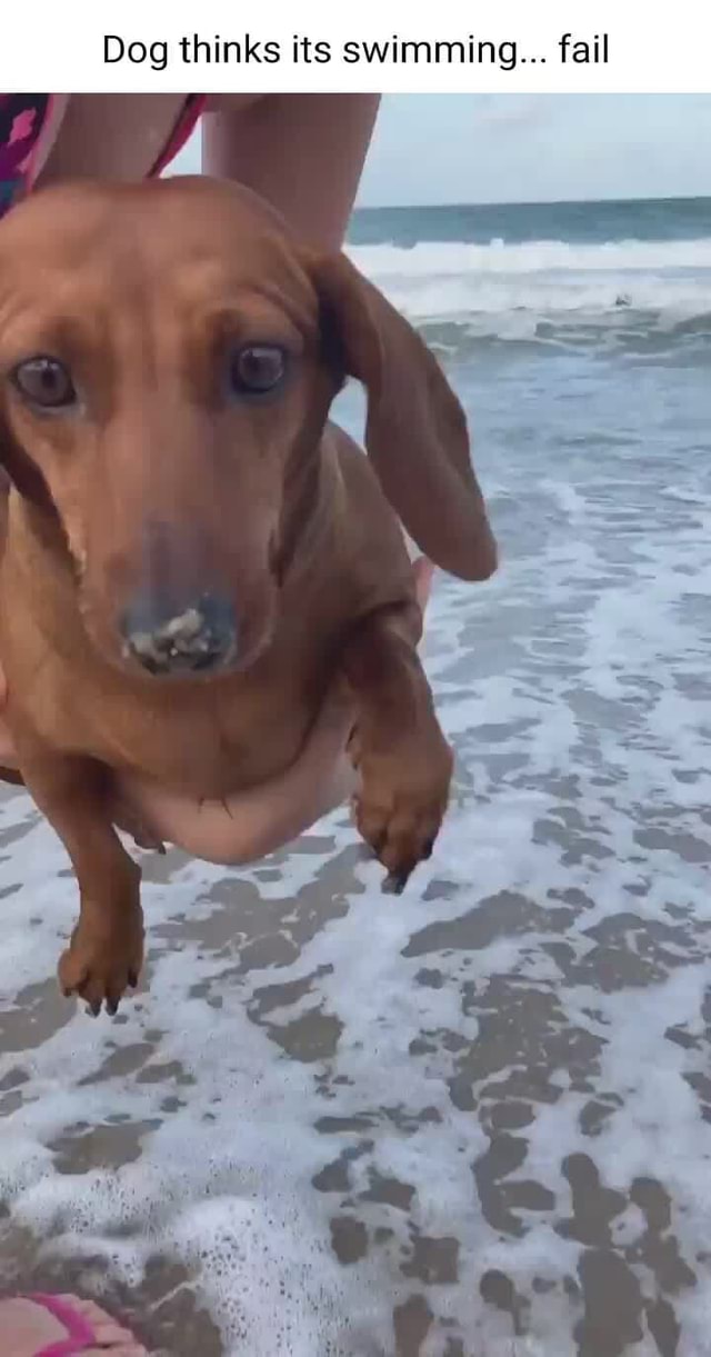 Dog thinks its swimming... fail - iFunny