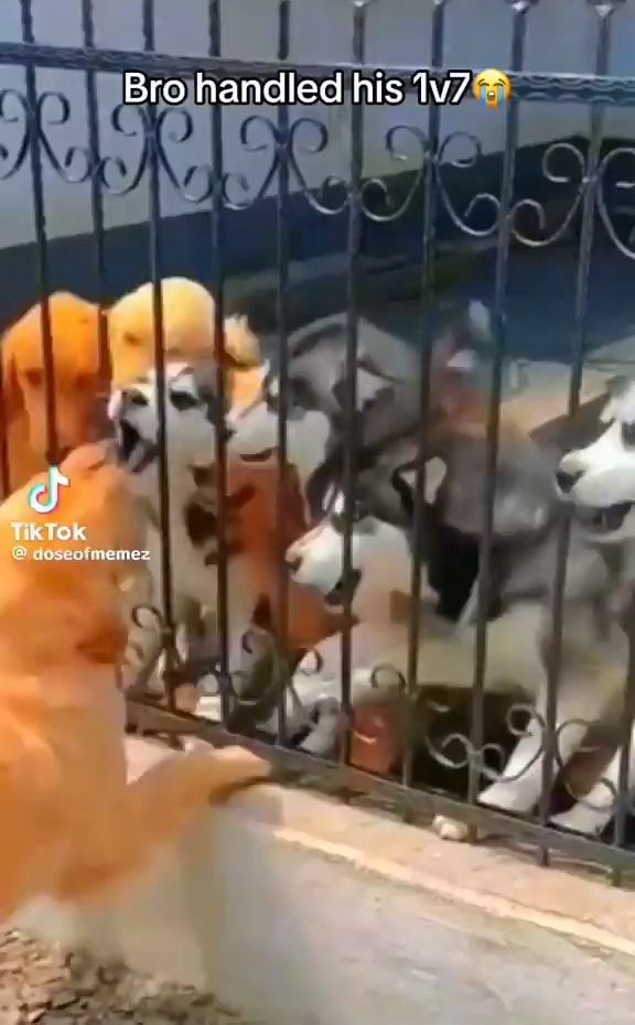OK Bro handled his - iFunny