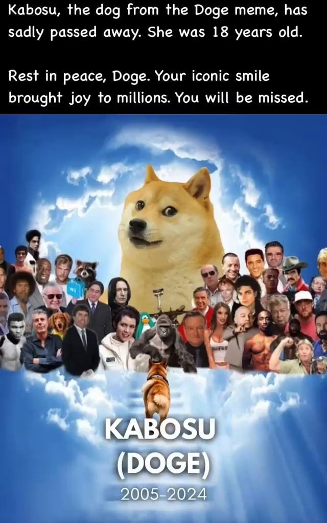 Kabosu, the dog from the Doge meme, has sadly passed away. She was 18 years old. Rest in peace ...