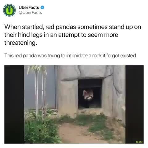 When startled, red pandas sometimes stand up on their hind legs in an ...