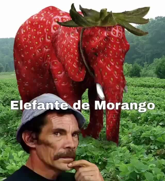 Elefante de Morango - iFunny Brazil