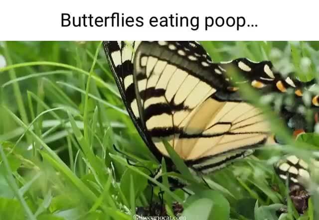 Butterflies eating poop... - iFunny