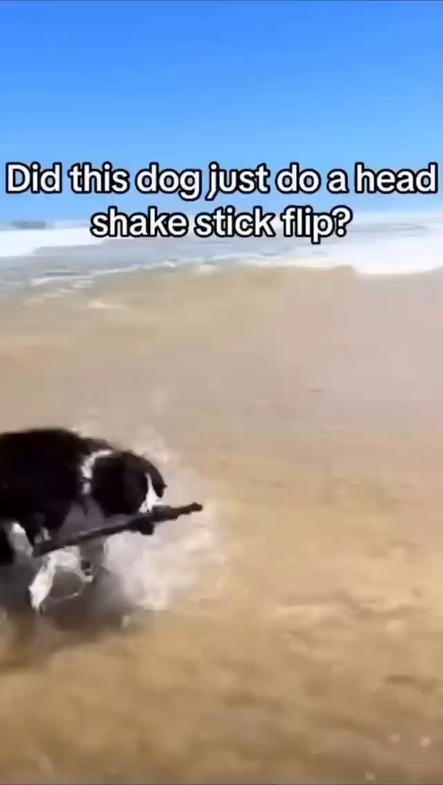 Dia this dog just do a head Shake .stick -flip? - iFunny