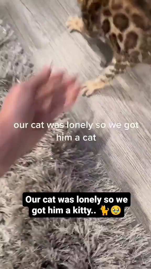 Our cat was lonely so we a cat Our cat was lonely so we got him a kitty.. - iFunny