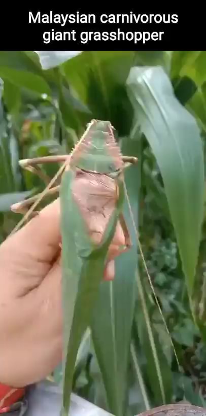 Malaysian carnivorous giant grasshopper - iFunny