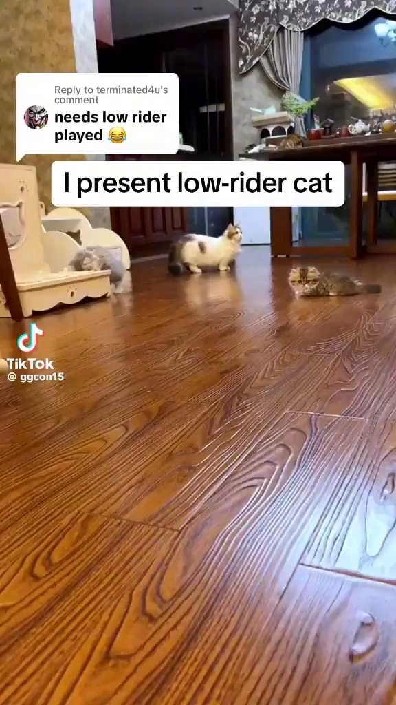 Rminated4 present low-rider cat nt @ needs low rider played - iFunny