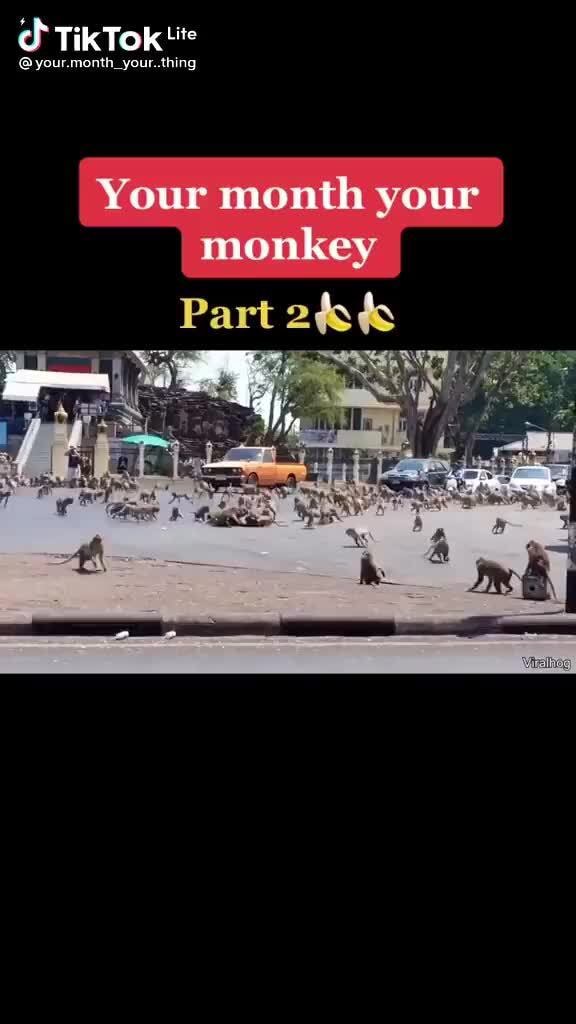 Tik Tok your Your month your monkey Part - iFunny