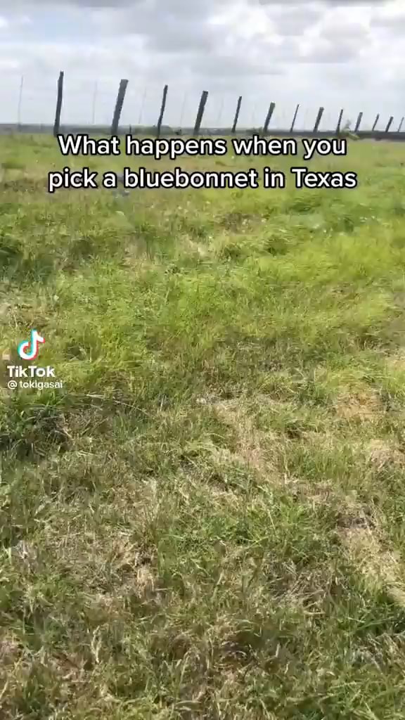 What happens when you pick a bluebonnet in Texas - iFunny