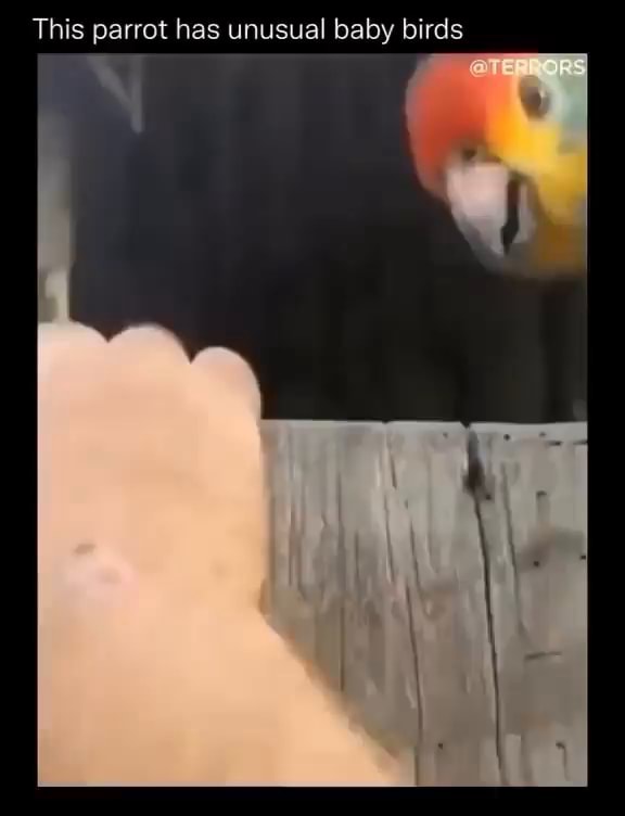This parrot has unusual baby birds - iFunny