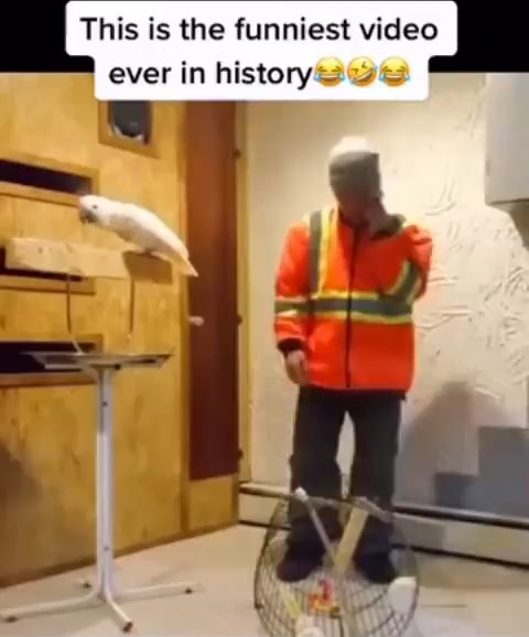 This is the funniest video ever in history I - iFunny