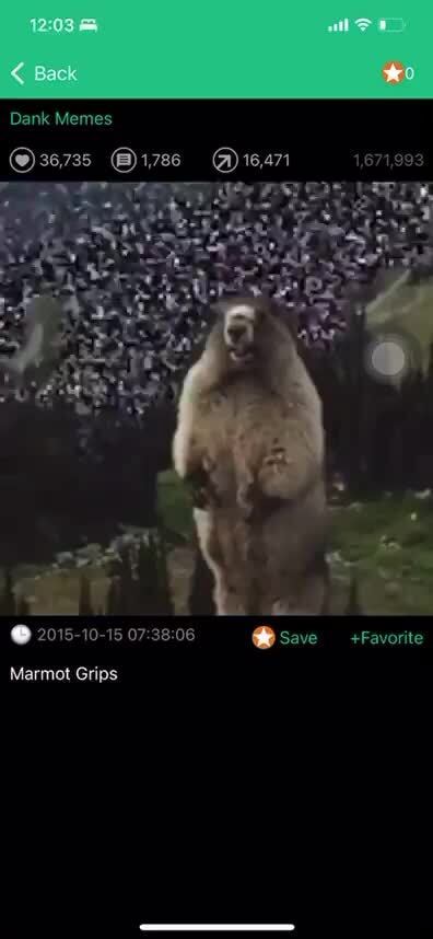 Dank Memes all @36735 @1786 @seave +Favorite Marmot Grips - iFunny
