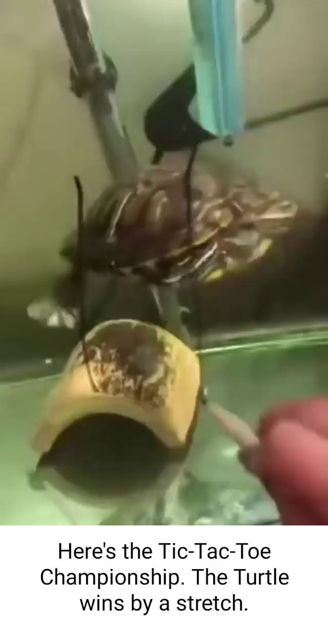 Here's the Tic-Tac-Toe Championship. The Turtle wins by a stretch. - America’s best pics and videos