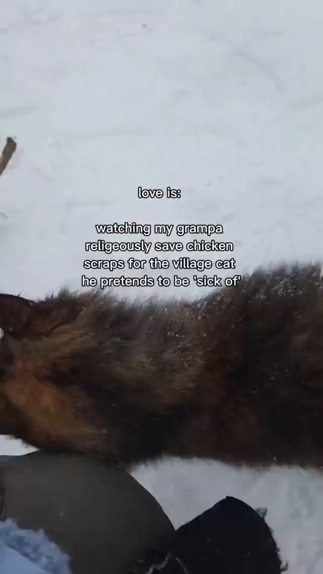 Love is: watching my arampa religecusly save chicken scraps for the ...