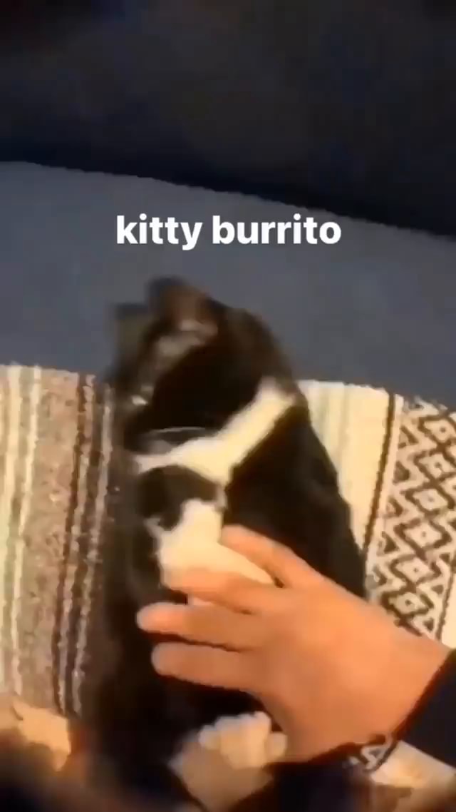 Kitty burrito - iFunny