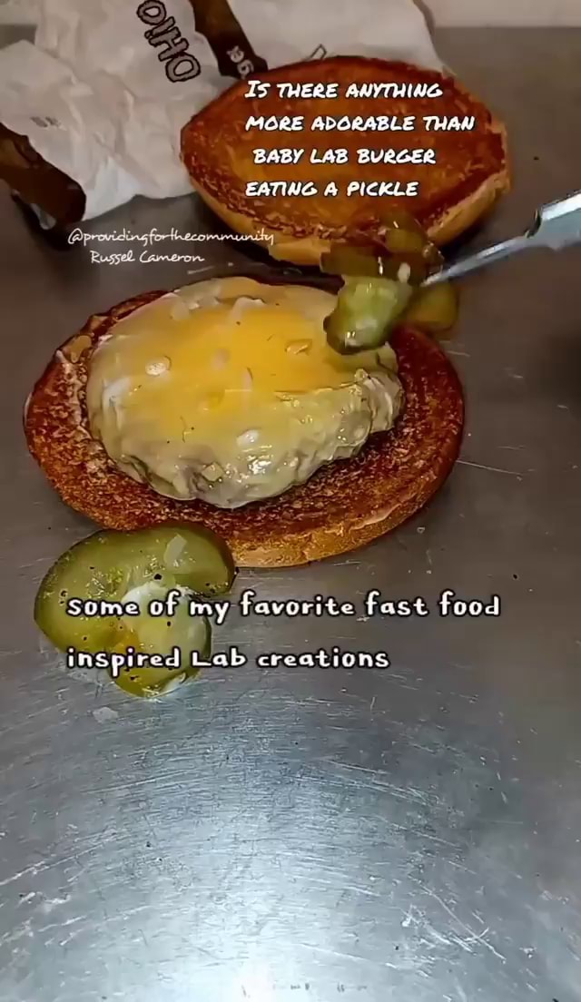 TS THERE ANYTHING MORE ADORABLE THAN BABY LAB BURGER EATING PICKLE some ...