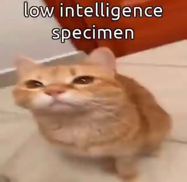 Low intelligence Specimen - iFunny