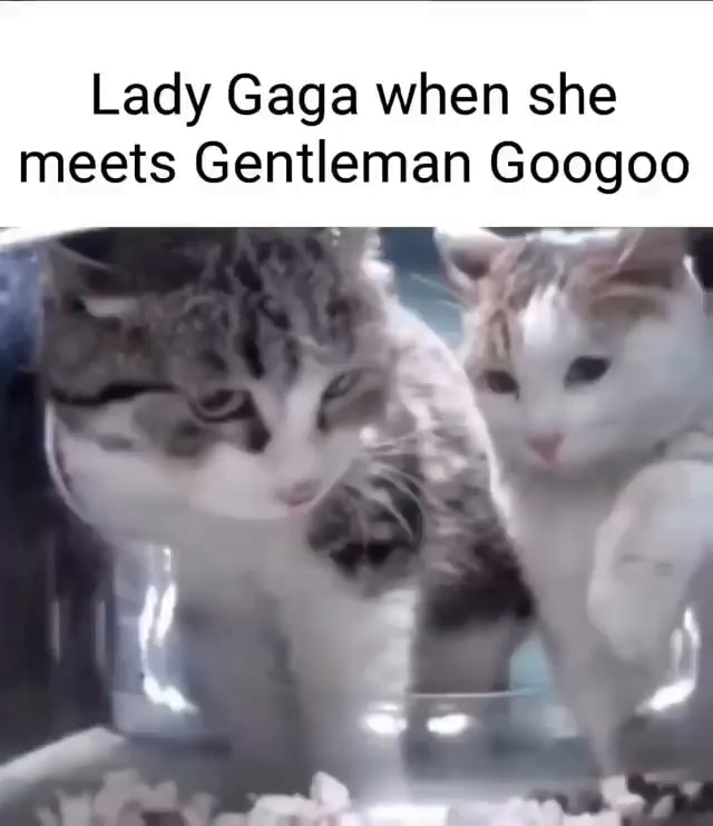 Lady Gaga when she meets Gentleman Googoo - iFunny