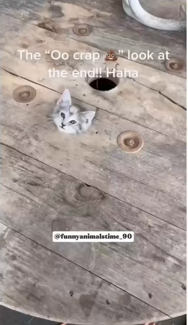 Ine "Oo crap "look at he @na: 4ana - iFunny