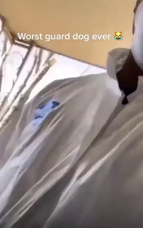 Worst guard dog ever - iFunny