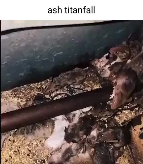 Ash titanfall - iFunny