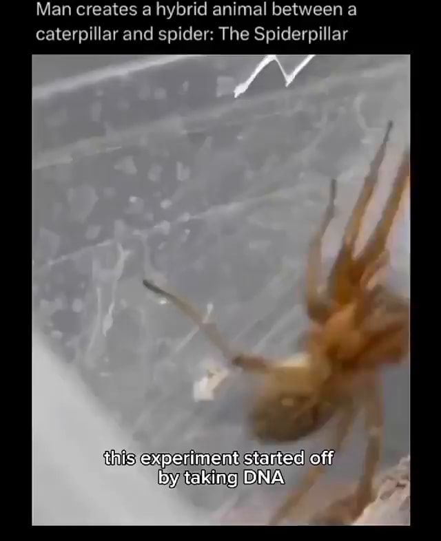 Man creates a hybrid animal between a caterpillar and spider: The ...
