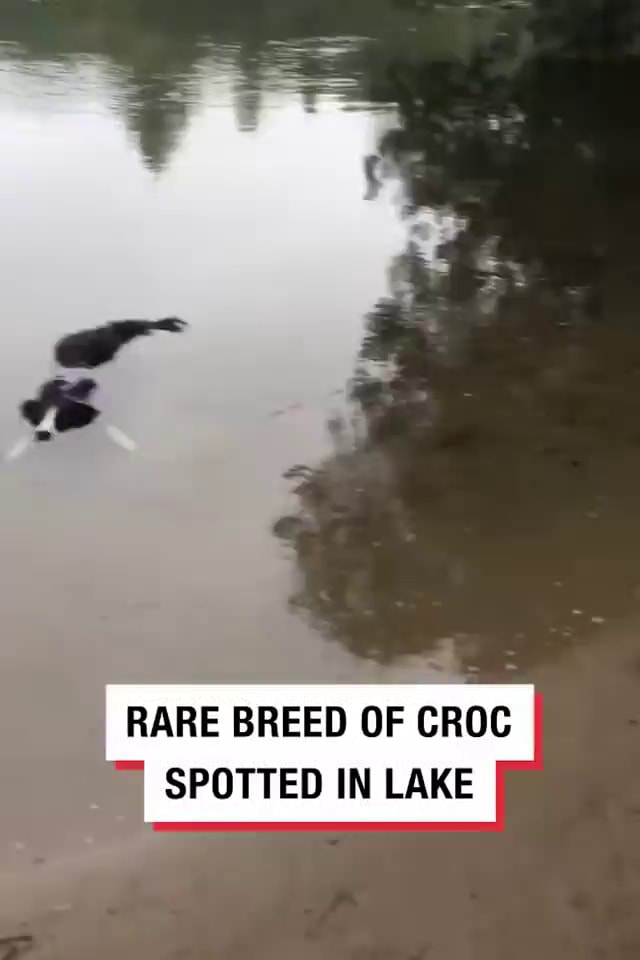 RARE BREED OF CROC SPOTTED IN LAKE - iFunny