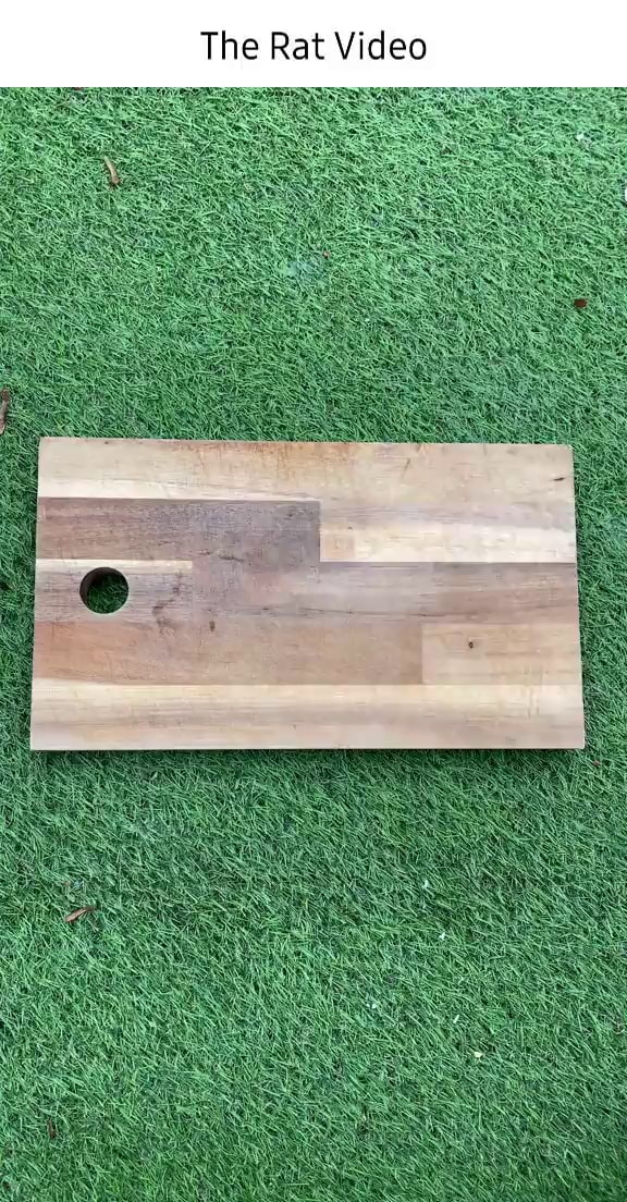 The Rat Video - iFunny